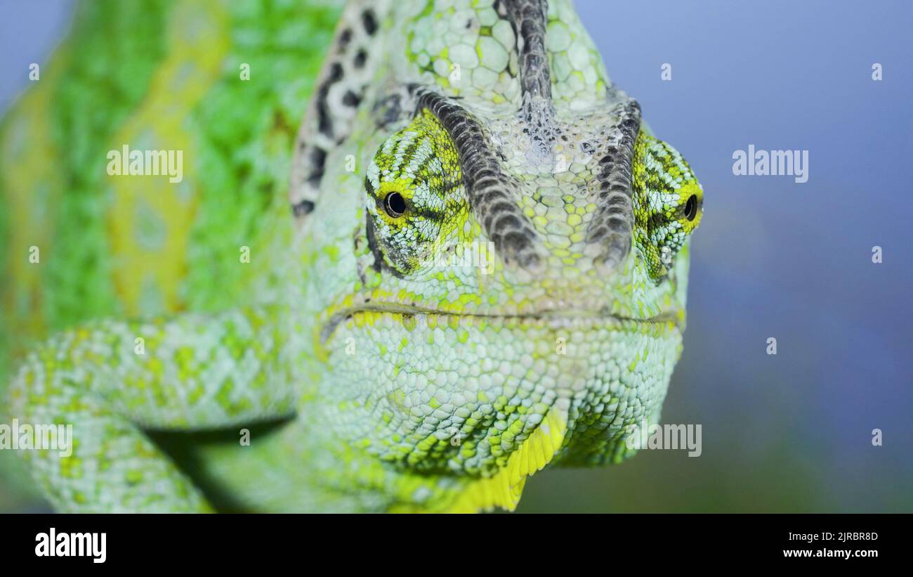 Close-up frontal portrait of adult green Veiled chameleon sits on tree ...