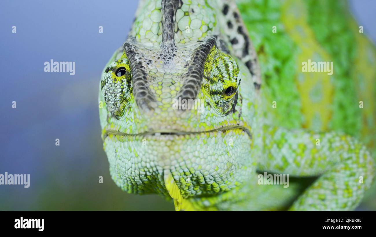 Close-up frontal portrait of adult green Veiled chameleon sits on tree ...