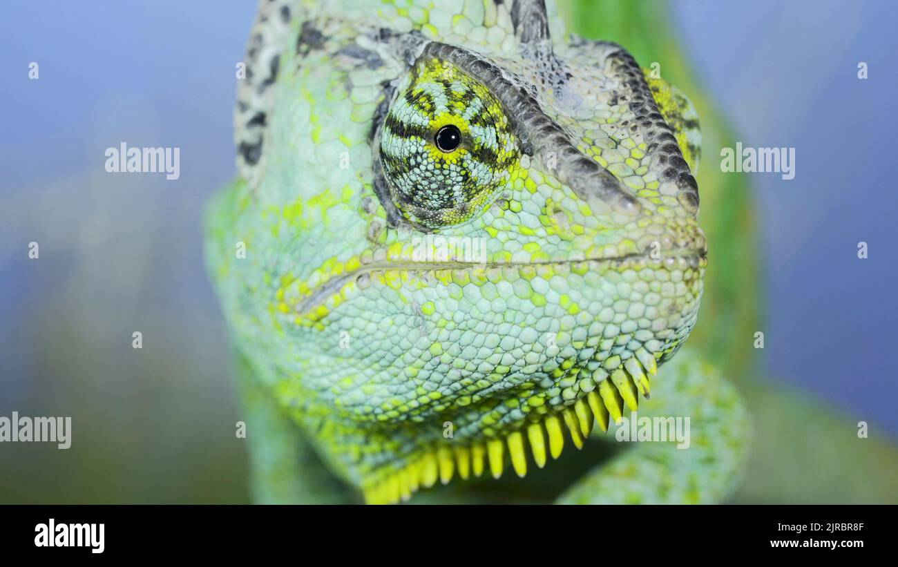 Close-up frontal portrait of adult green Veiled chameleon sits on tree ...