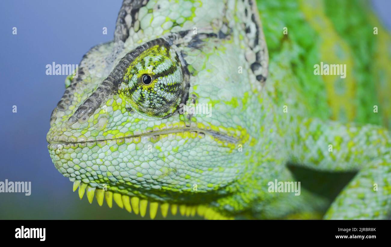 Adult green Veiled chameleon sits on a tree branch and looks around, on ...