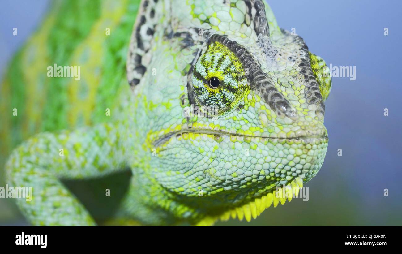 Close-up frontal portrait of adult green Veiled chameleon sits on tree ...