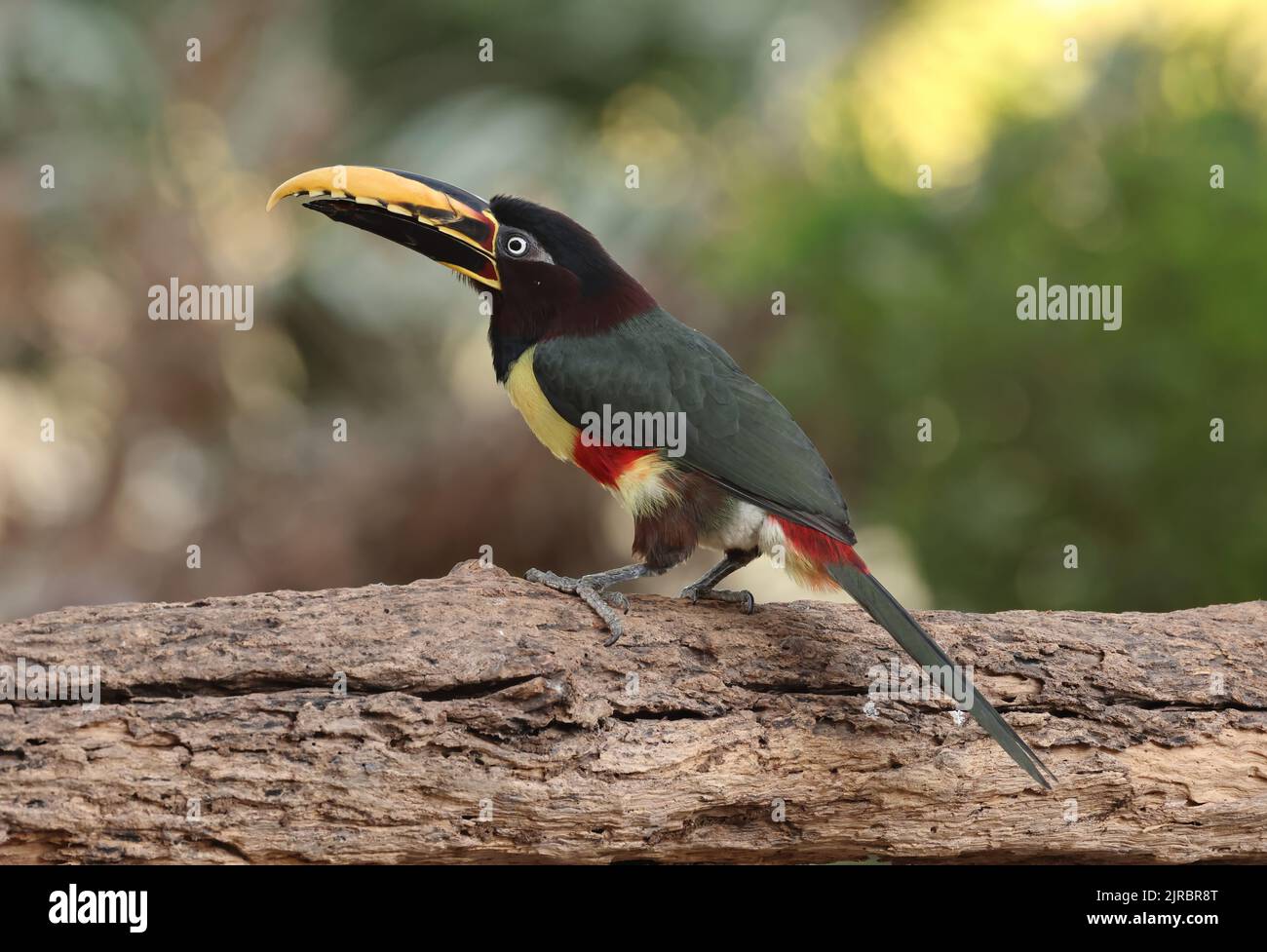 Chestnut-eared Aracari (Pteroglossus castanotis) adult perched on ...