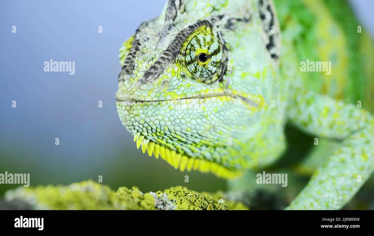 Close-up frontal portrait of adult green Veiled chameleon sits on a ...