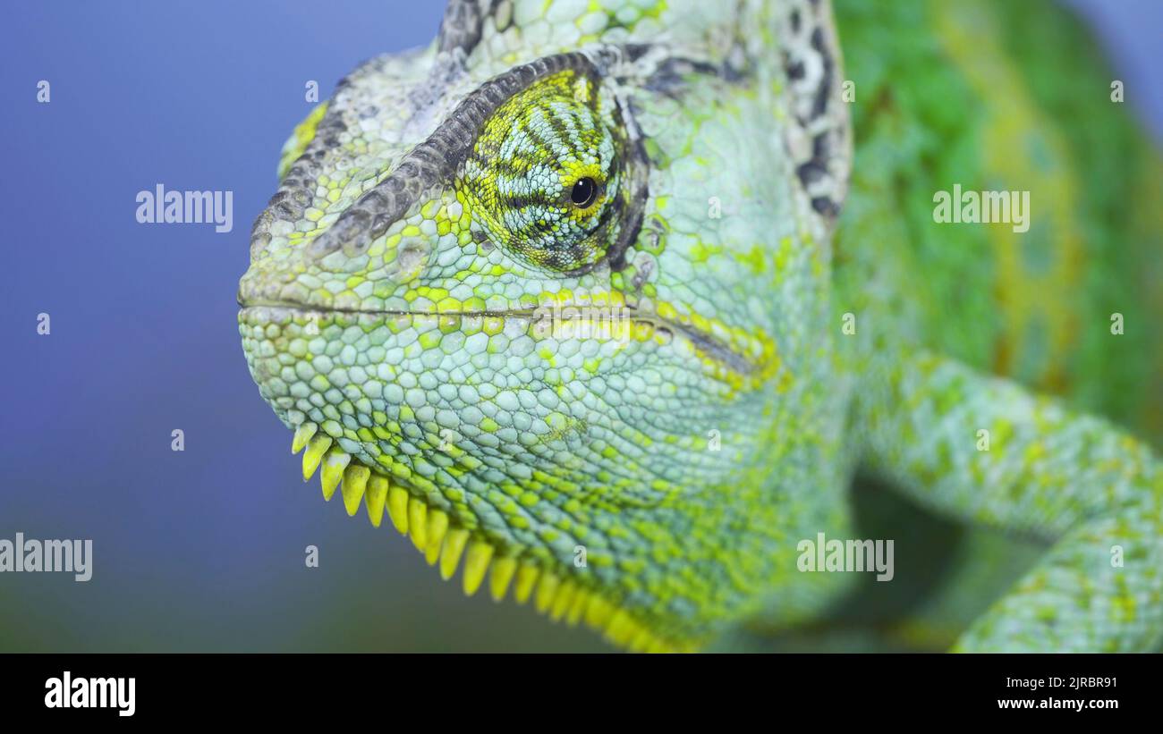 Adult green Veiled chameleon sits on a tree branch and looks around, on ...