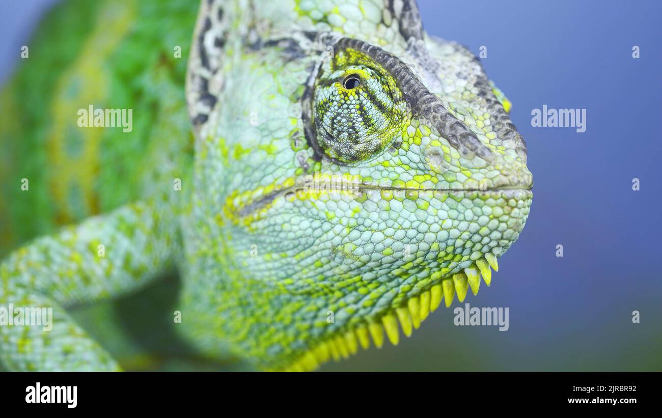 Adult green Veiled chameleon sits on a tree branch and looks around, on ...