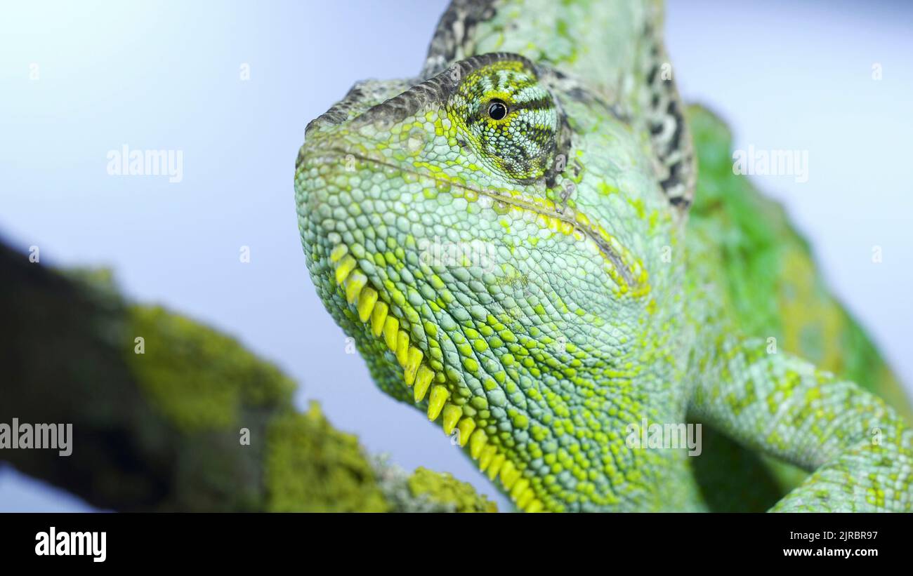 Adult green Veiled chameleon sits on a tree branch and looks around, on ...