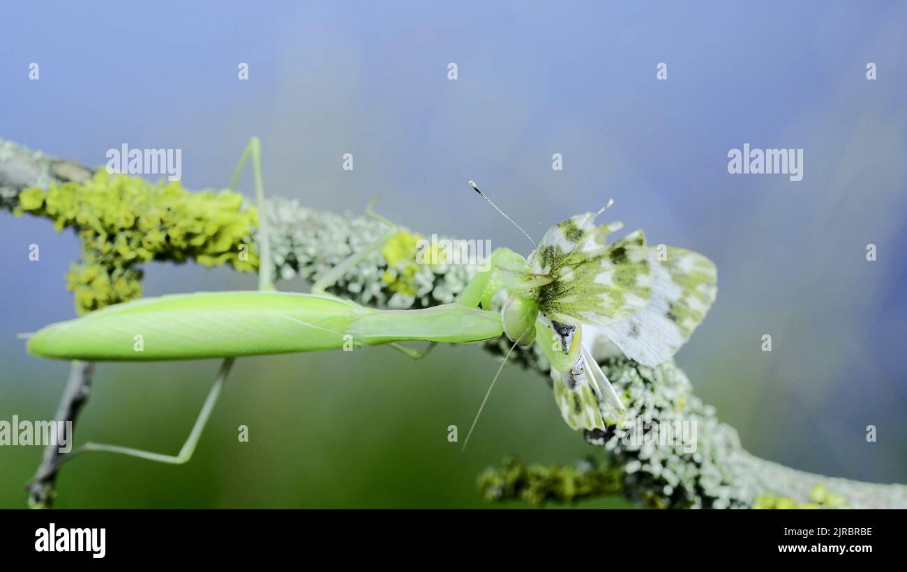 Closeup of Green praying mantis sits on tree branch and eats captured ...