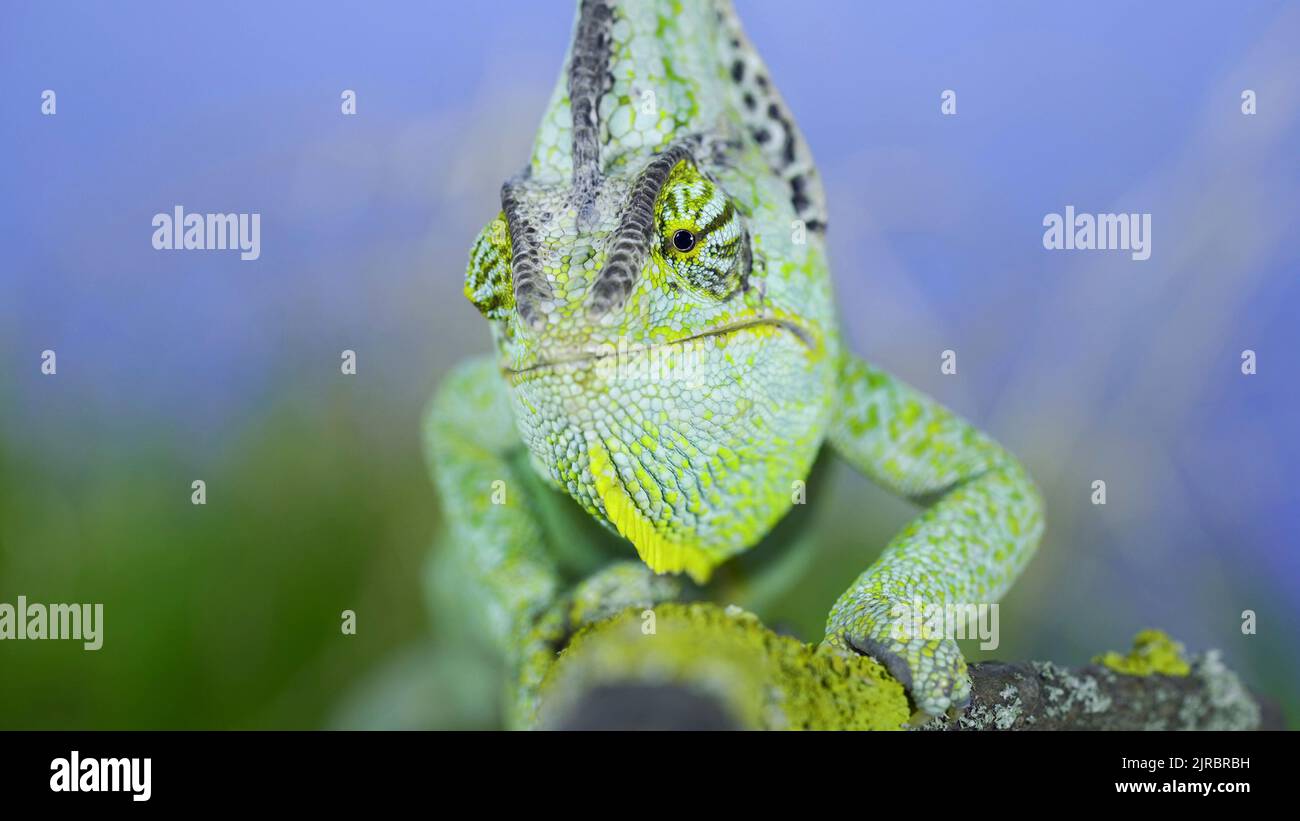 Close-up frontal portrait of adult green Veiled chameleon sits on a ...