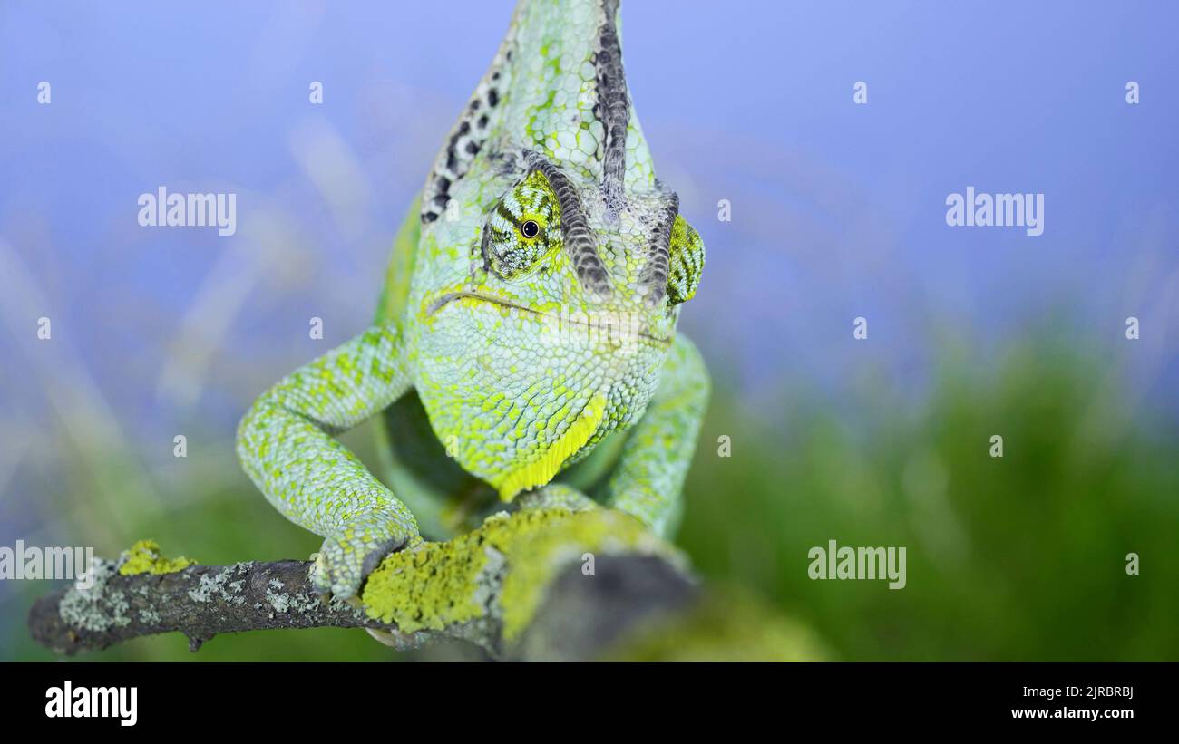 Close-up frontal portrait of adult green Veiled chameleon sits on a ...