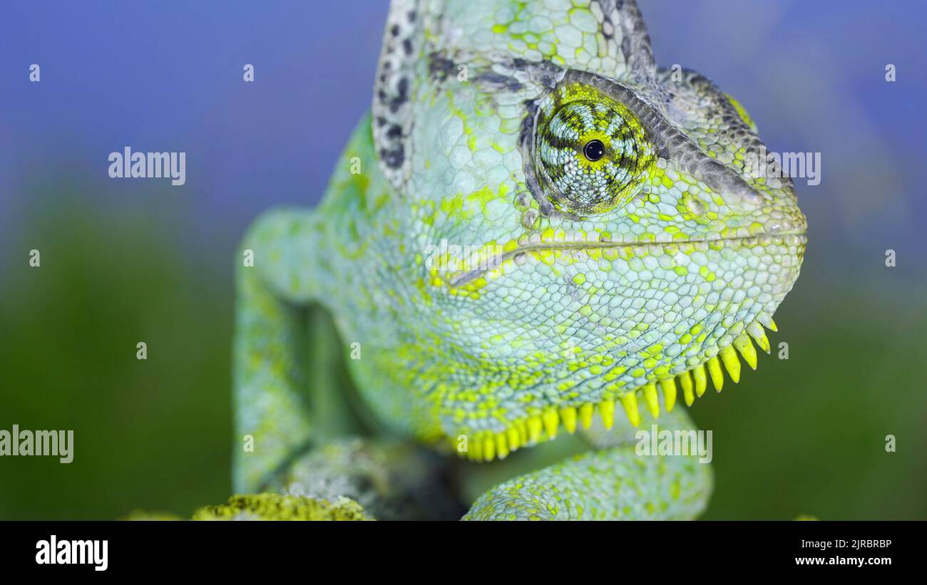 Adult green Veiled chameleon sits on a tree branch and looks around, on ...