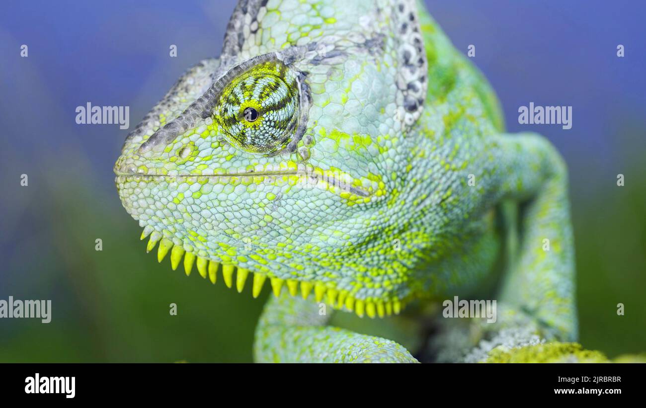 Adult green Veiled chameleon sits on a tree branch and looks around, on ...