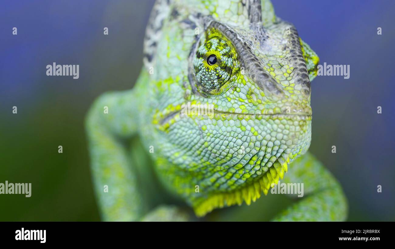 Close-up frontal portrait of adult green Veiled chameleon sits on tree ...