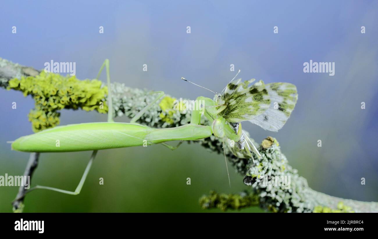Closeup of Green praying mantis sits on tree branch and eats captured ...