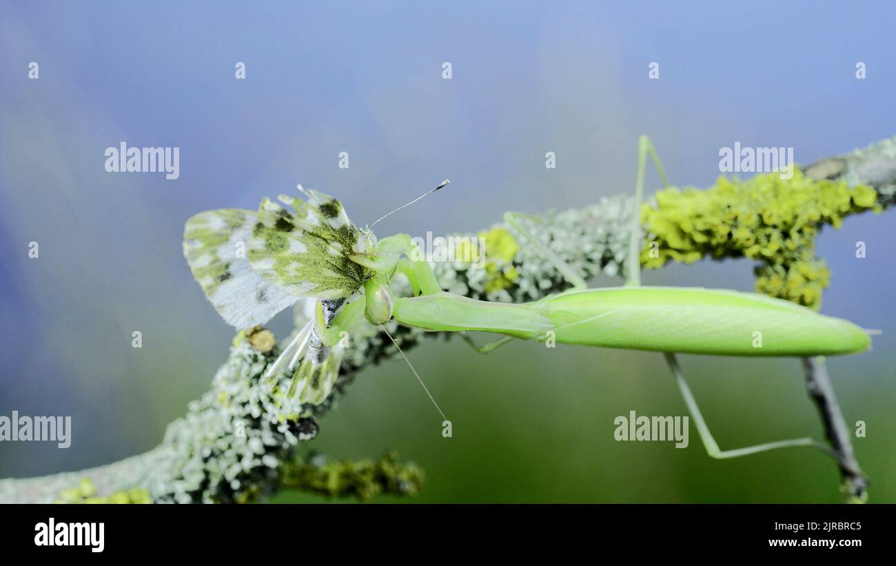 Closeup of Green praying mantis sits on tree branch and eats captured ...