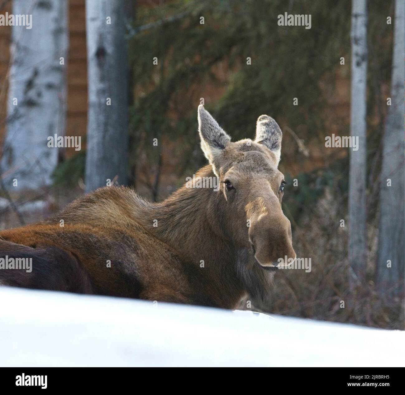 Full body moose hi-res stock photography and images - Alamy