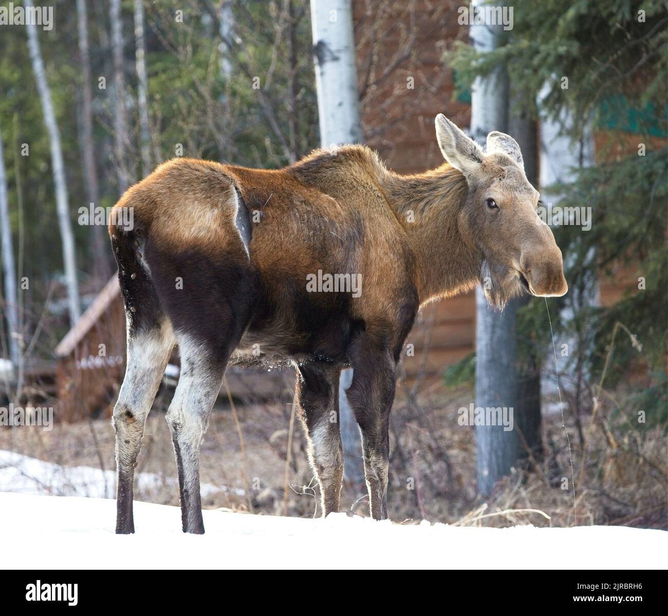 A brown moose walking in the forest Stock Photo - Alamy