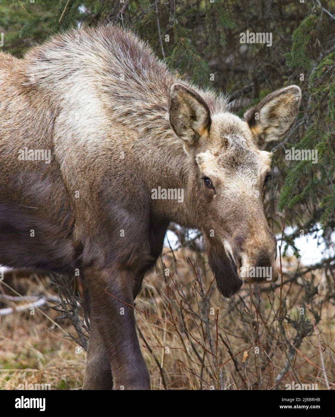 Moose full body hi-res stock photography and images - Alamy