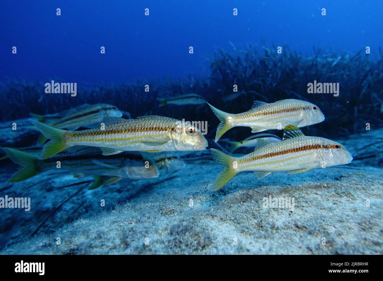 Underwater deep blue ocean water hi-res stock photography and images ...