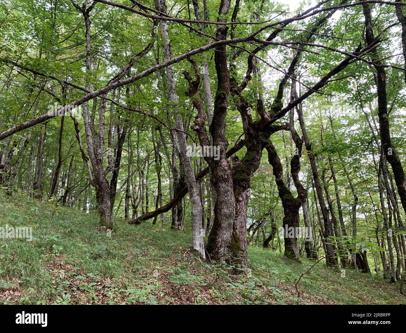 Perućica Forest Reserve in Sutjeska national Park, Bosnia and ...