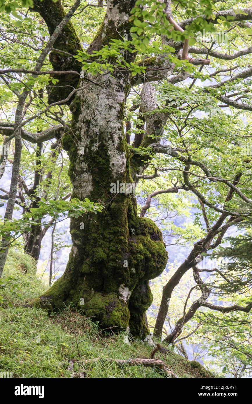 Perućica Forest Reserve in Sutjeska national Park, Bosnia and ...