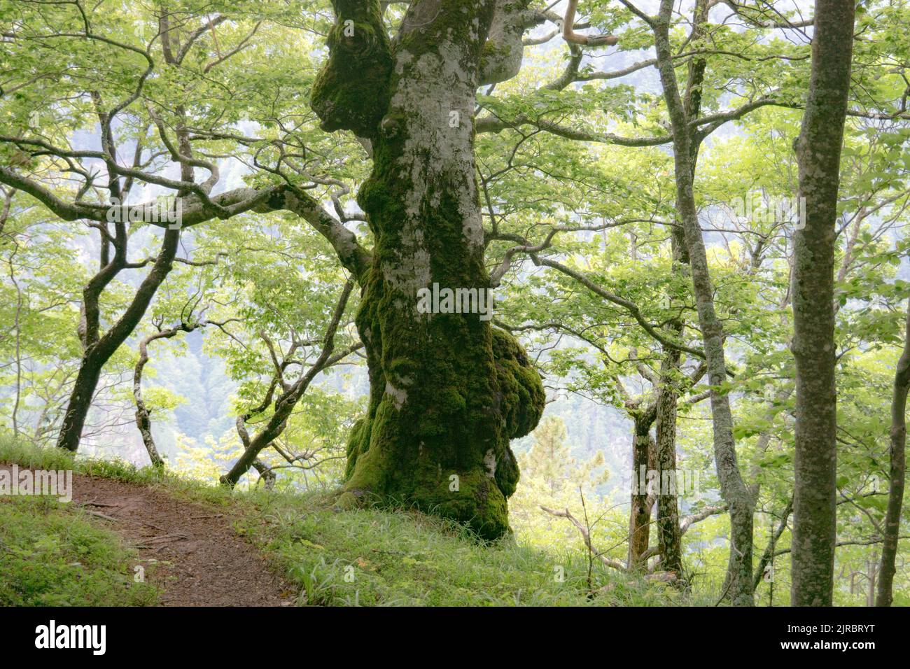 Perućica Forest Reserve in Sutjeska national Park, Bosnia and ...