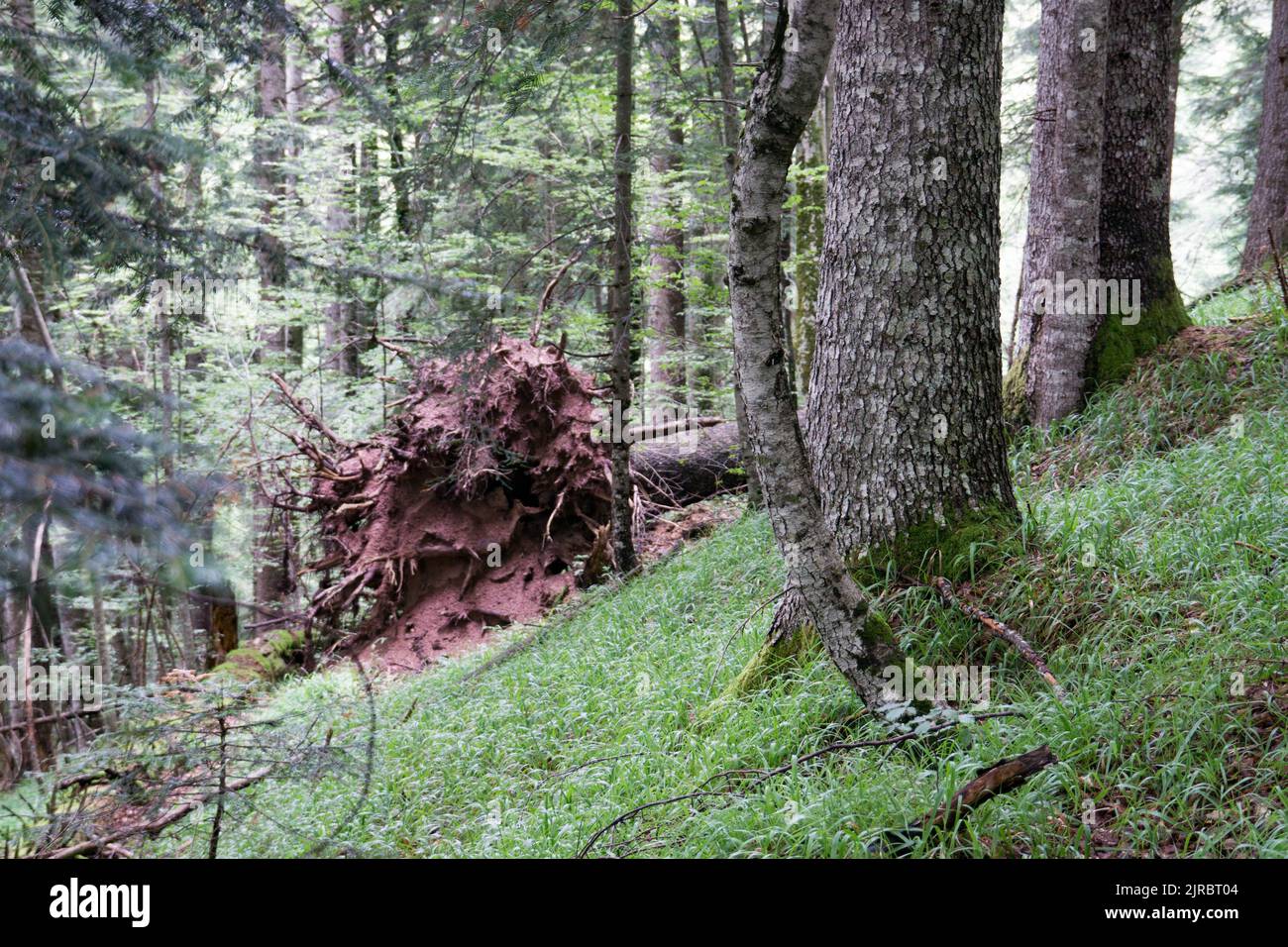 Perućica Forest Reserve in Sutjeska national Park, Bosnia and ...