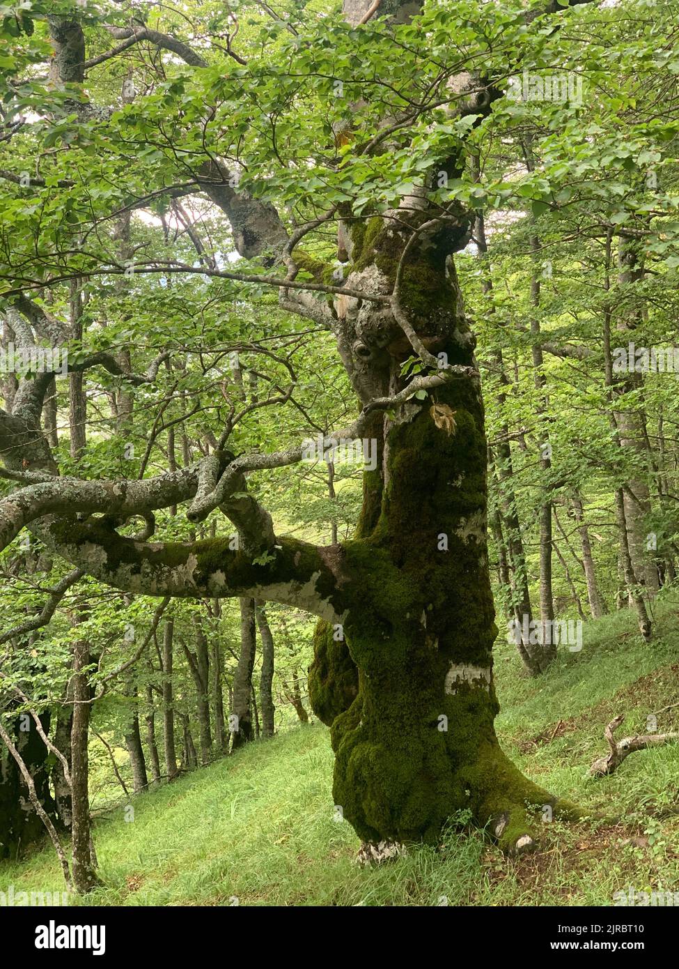 Perućica Forest Reserve in Sutjeska national Park, Bosnia and ...