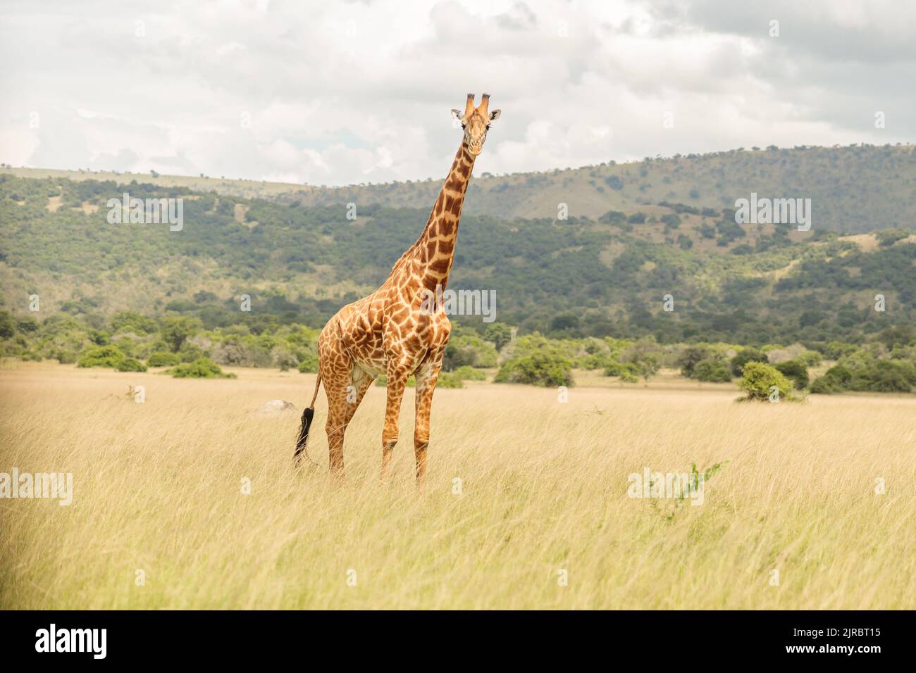 Giraffe standing on a field with dry grass Stock Photo - Alamy