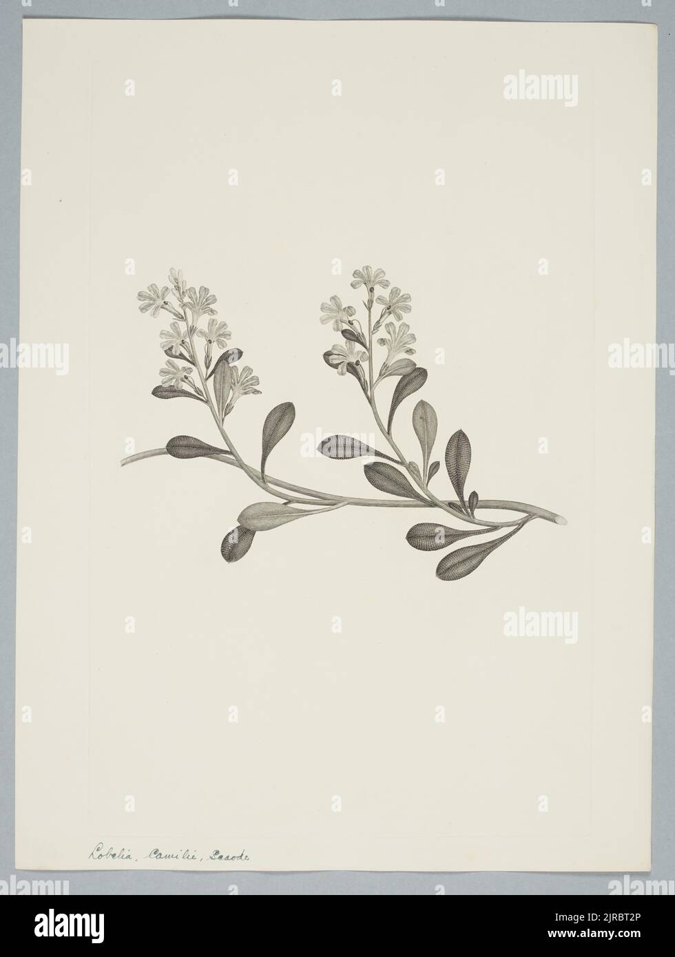 Scaevola calendulacea (Kennedy) Druce, by Sydney Parkinson. Gift of the ...
