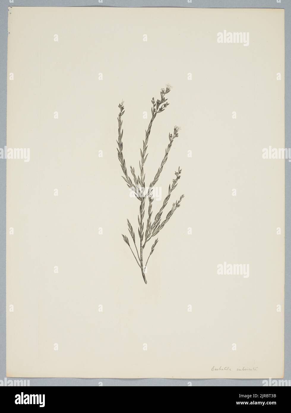 Leucopogon virgatus hi-res stock photography and images - Alamy