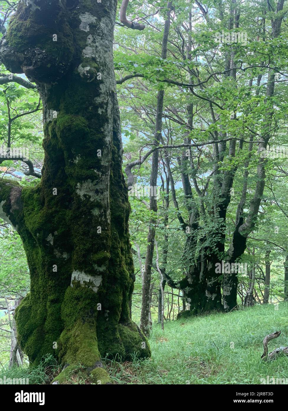 Perućica Forest Reserve in Sutjeska national Park, Bosnia and ...
