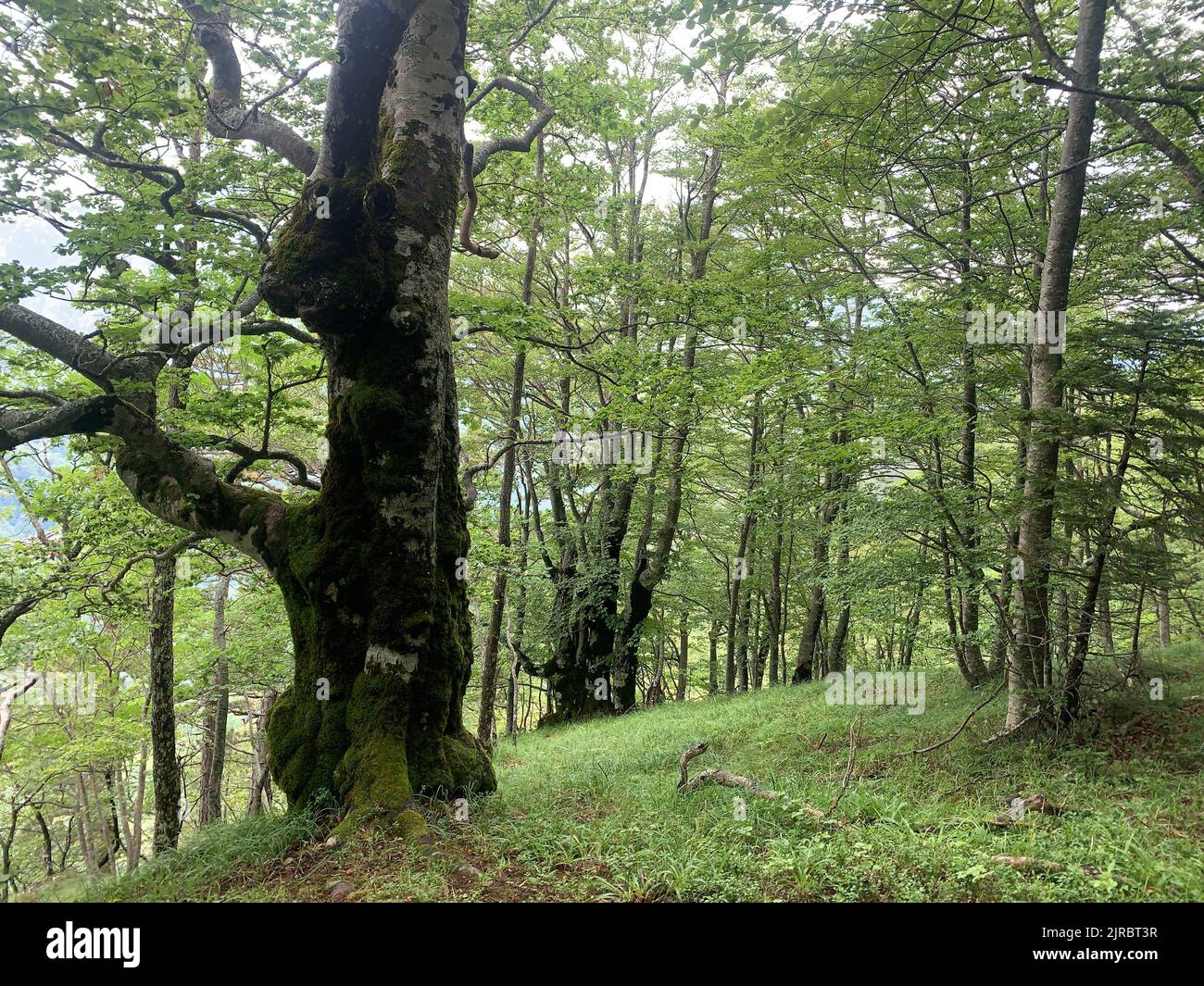 Perućica Forest Reserve in Sutjeska national Park, Bosnia and ...