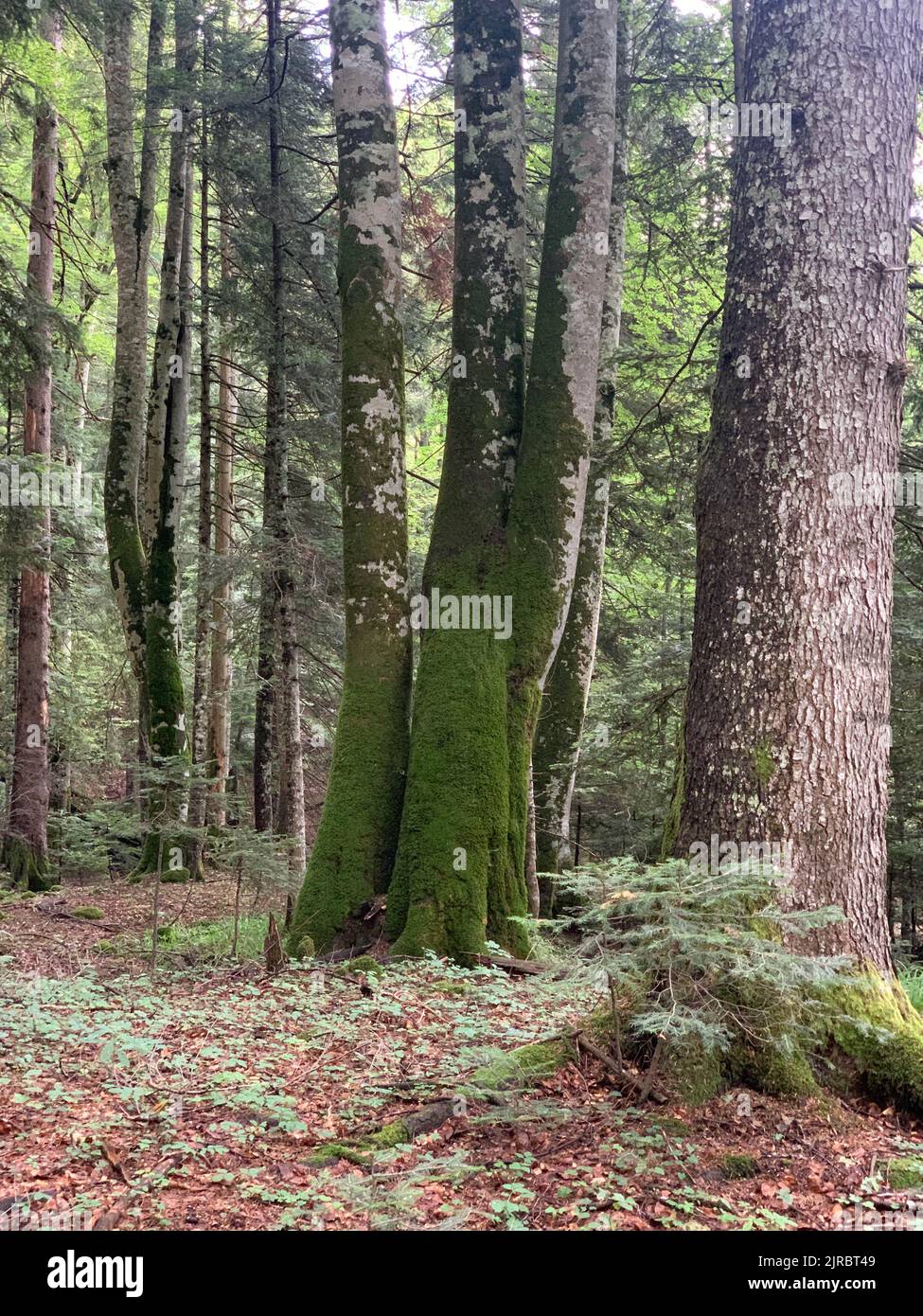 Perućica Forest Reserve in Sutjeska national Park, Bosnia and ...