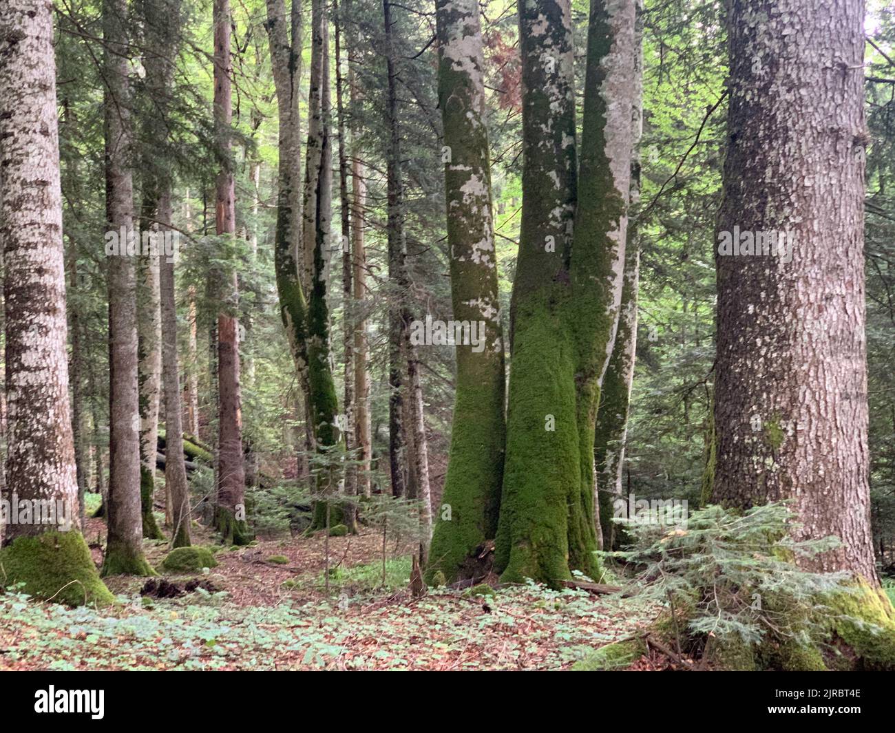 Perućica Forest Reserve in Sutjeska national Park, Bosnia and ...