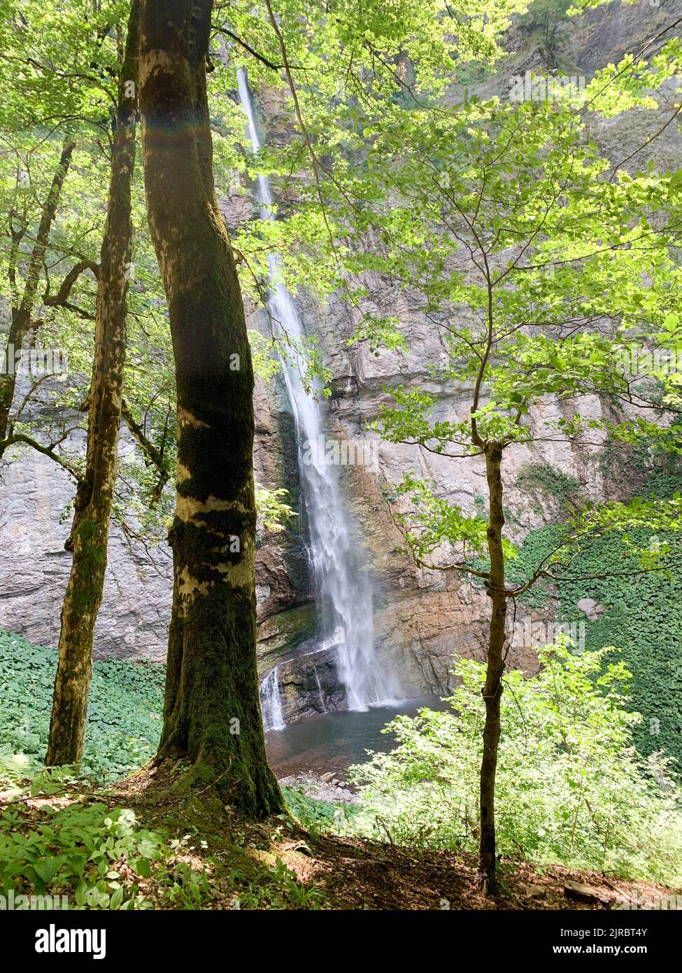 Perucica primeval forest hi-res stock photography and images - Alamy