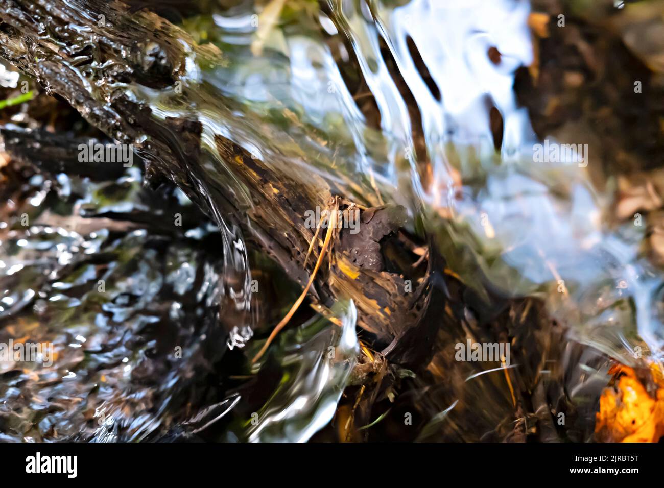 Waters flow over a dead wood and sun reflections in a creek in close-up ...