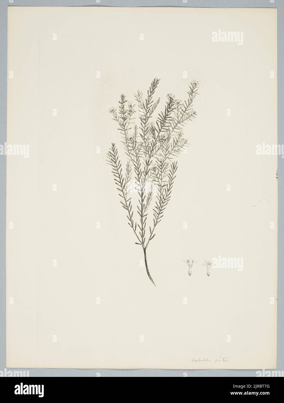 Leucopogon ericiodes (Smith) R. Brown, by Sydney Parkinson. Gift of the ...