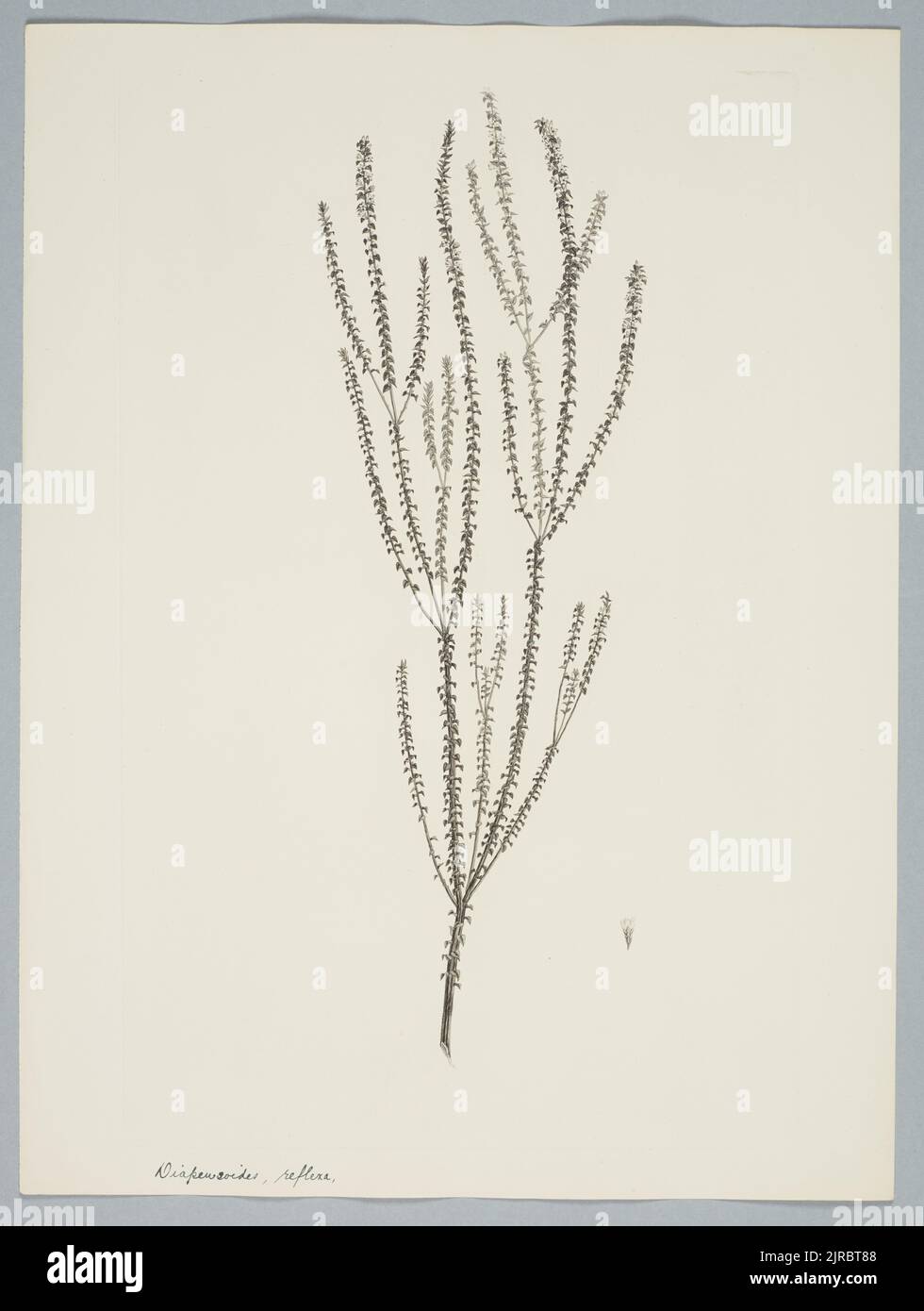 Epacris microphylla hi-res stock photography and images - Alamy