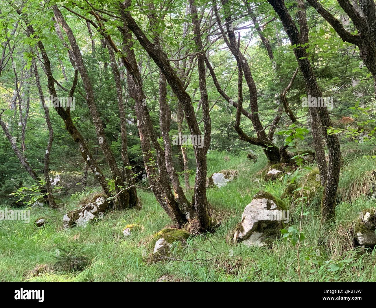 Perućica Forest Reserve in Sutjeska national Park, Bosnia and ...