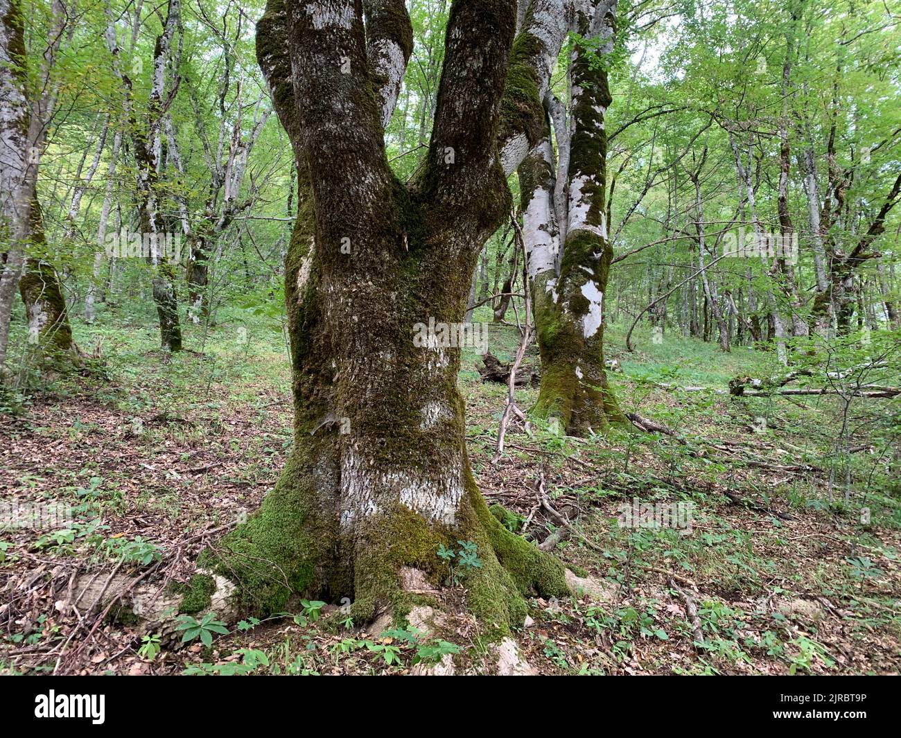 Perucica primeval forest hi-res stock photography and images - Alamy