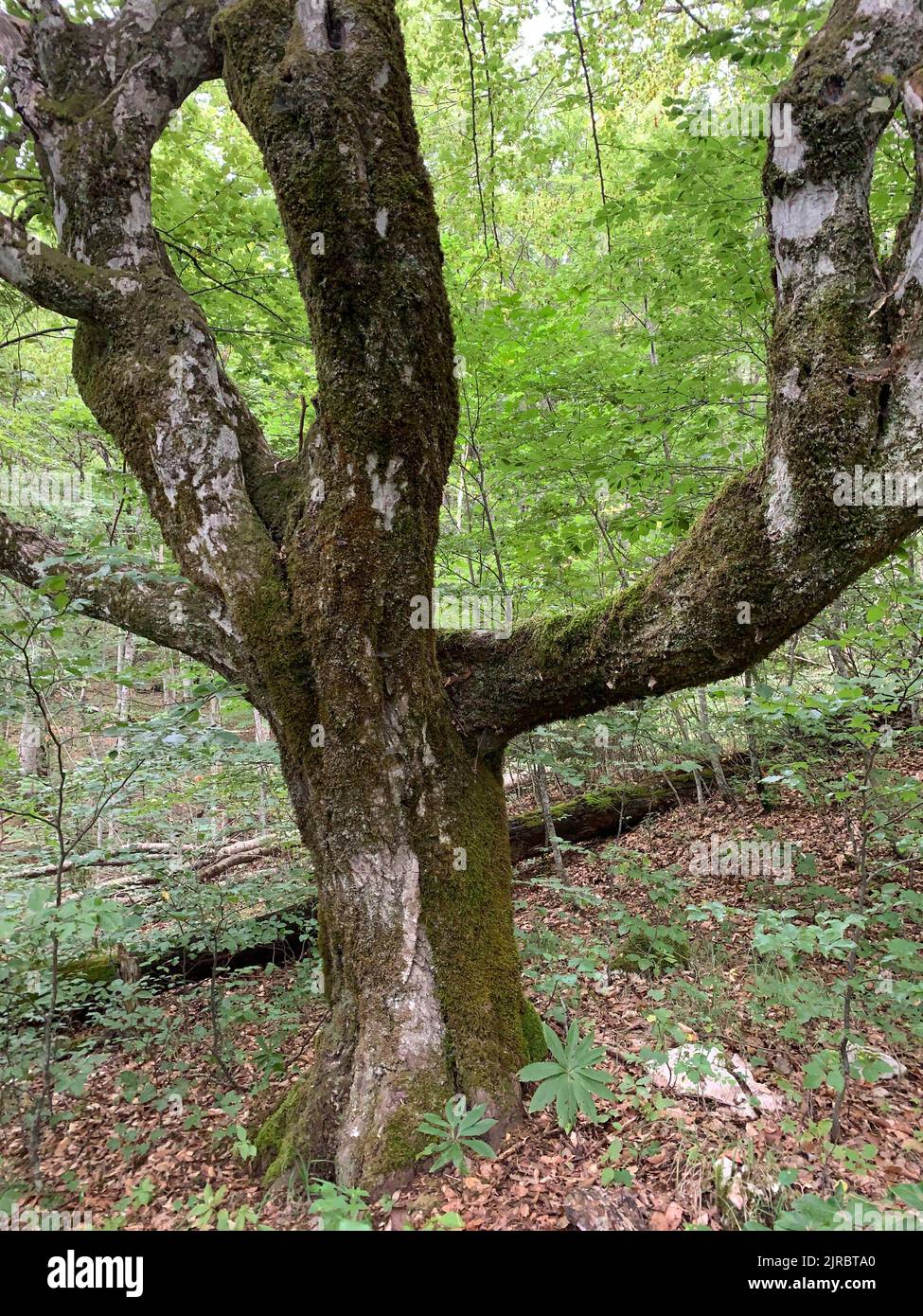 Perućica Forest Reserve in Sutjeska national Park, Bosnia and ...