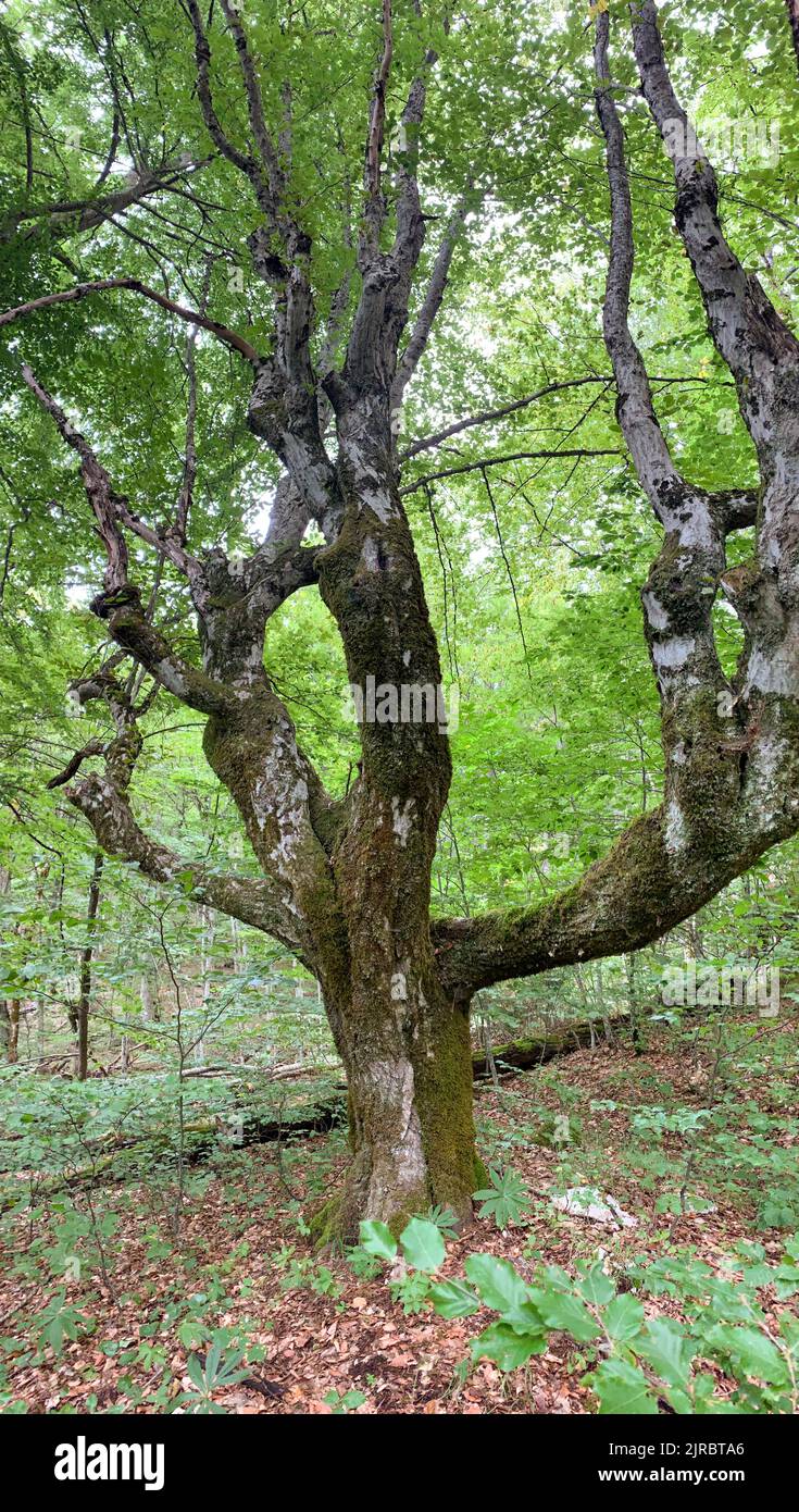 Perućica Forest Reserve in Sutjeska national Park, Bosnia and ...