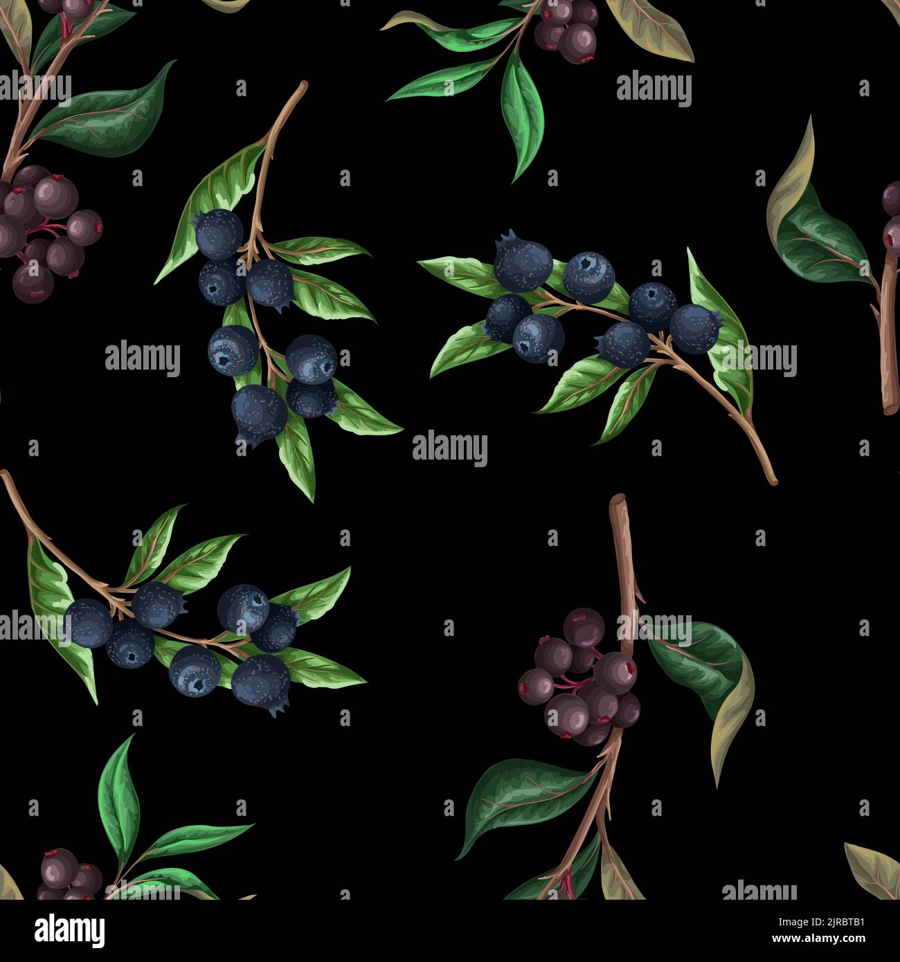 Blueberries botanical Stock Vector Images - Alamy