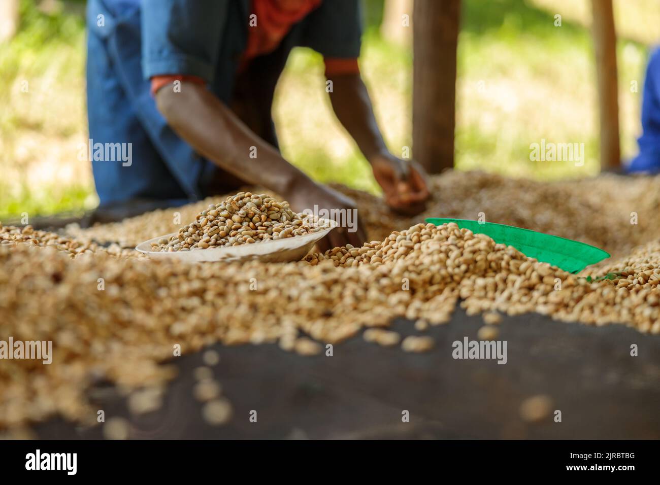 Washed coffee beans process hi-res stock photography and images - Alamy