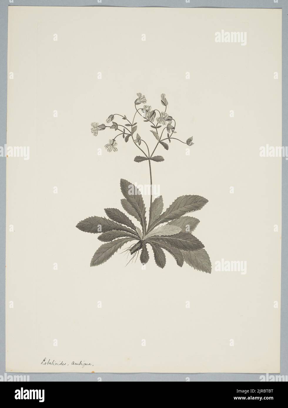 Velleia pubescens hi-res stock photography and images - Alamy