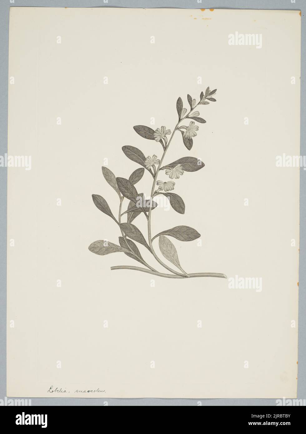 Scaevola calendulacea (Kennedy) Druce, by Sydney Parkinson. Gift of the ...