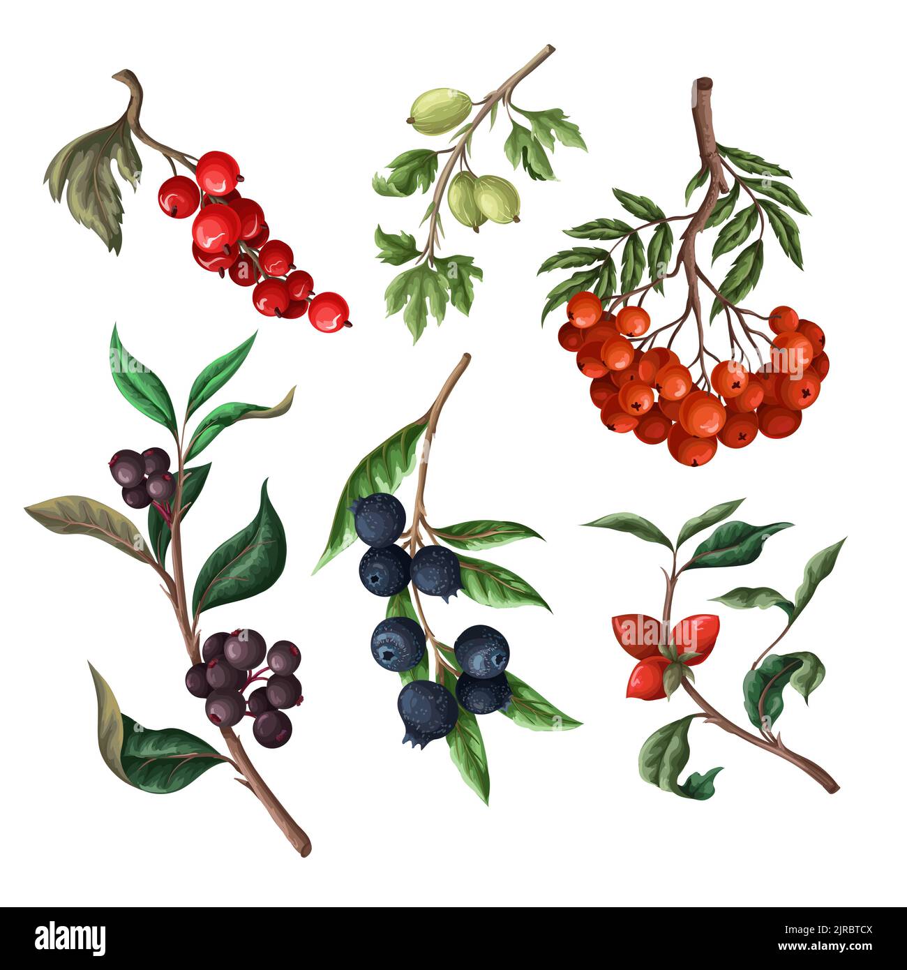Botanical drawing blueberry hi-res stock photography and images - Alamy