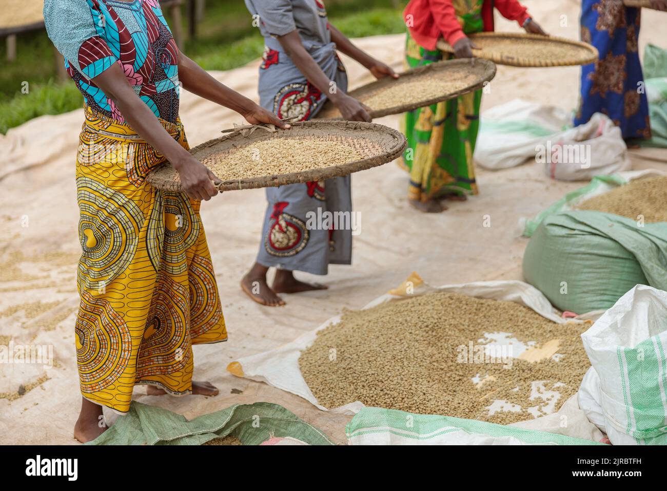 Female coffee farmers sorting through coffee cherries Stock Photo - Alamy