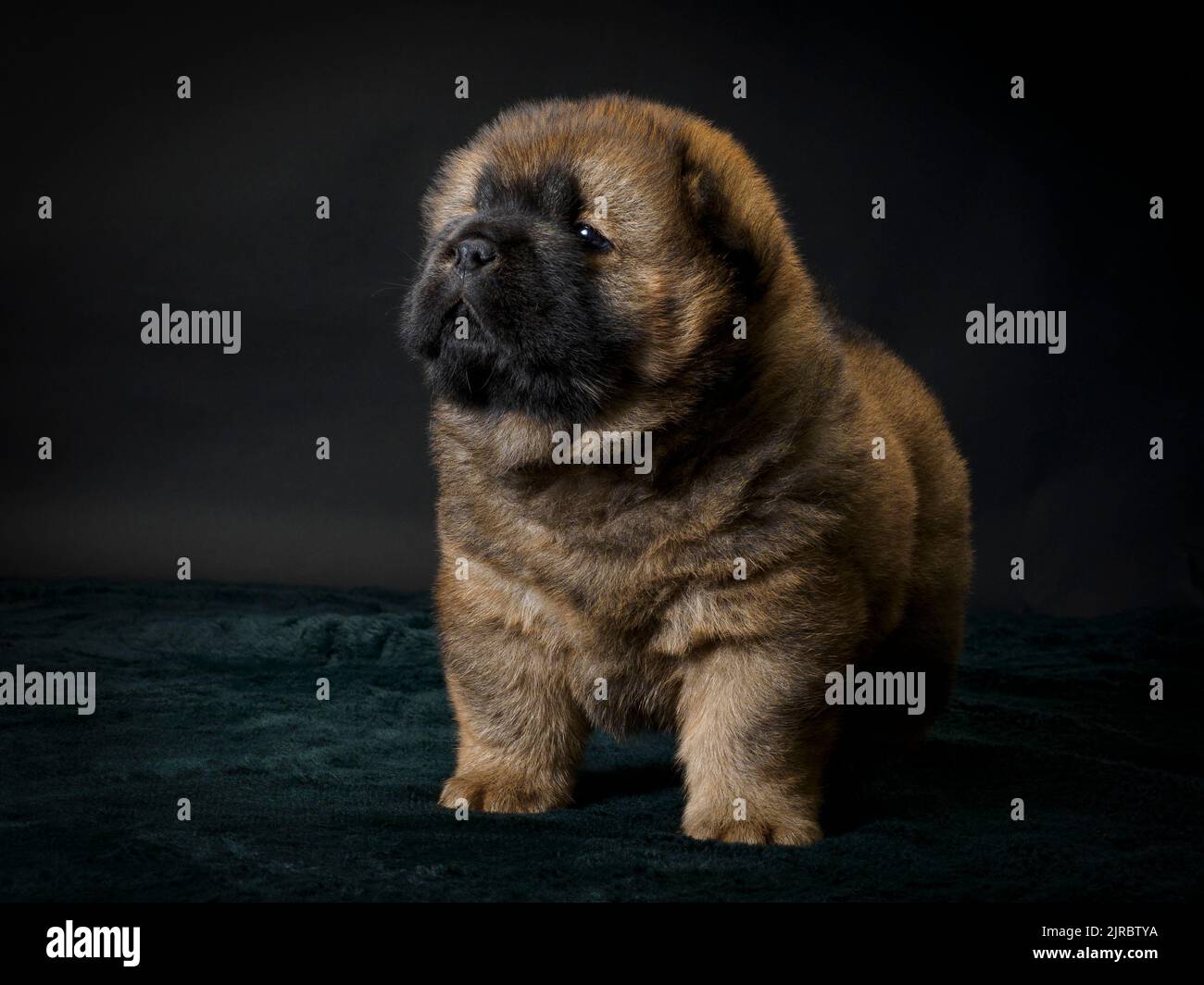 Female Chow Chow puppy Stock Photo - Alamy