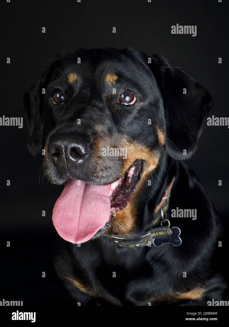 Female rottweiler dog hi-res stock photography and images - Alamy